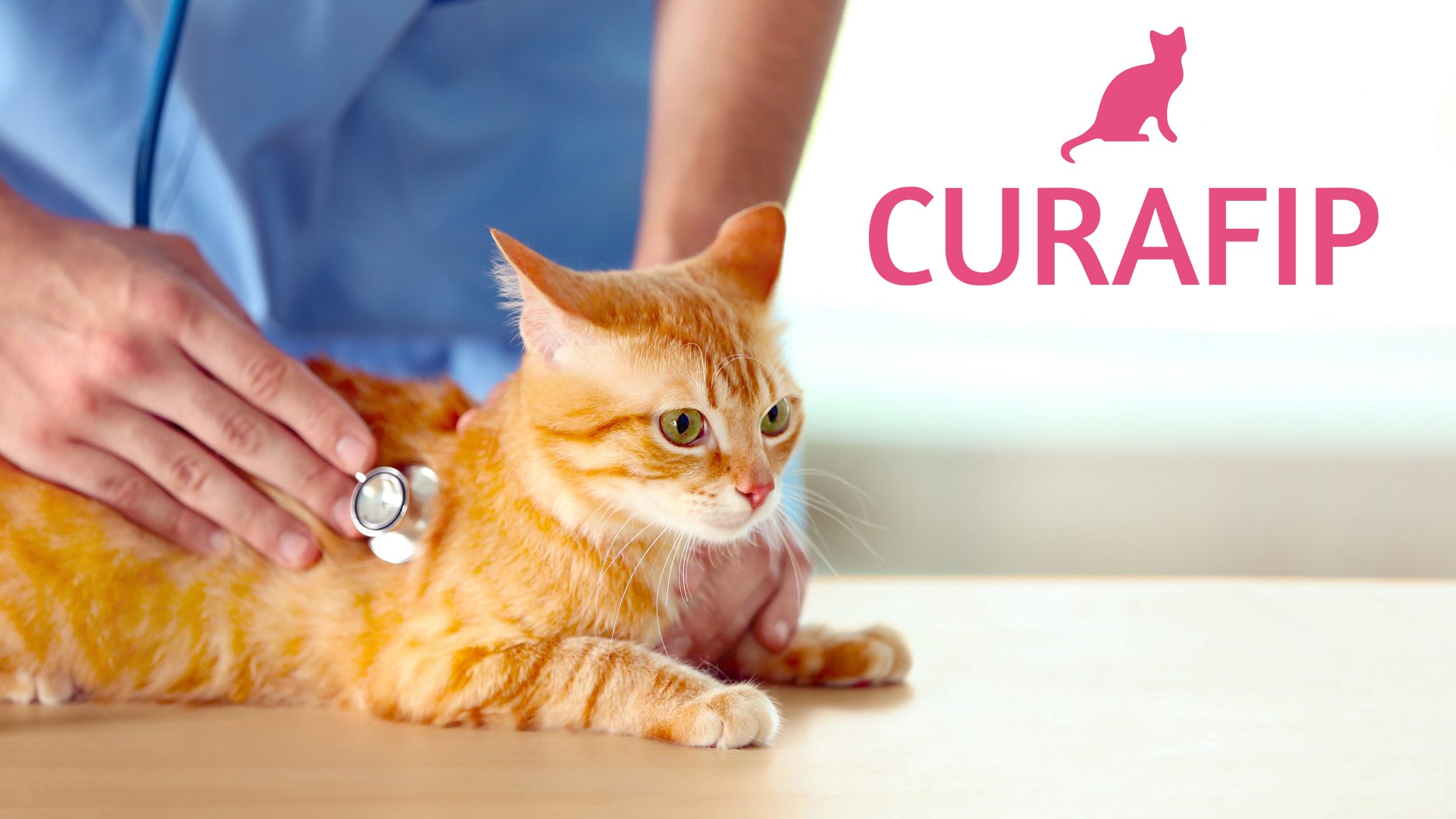 TUTTO SULLA FIP - DOMANDE SULLA PERITONITE INFETTIVA FELINA – Curafip